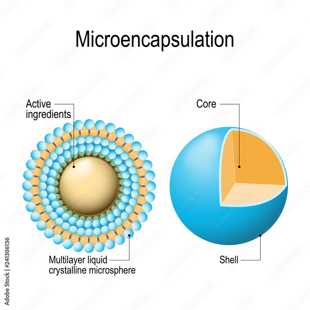 Vecteur Stock Microencapsulation mechanism | Adobe Stock
