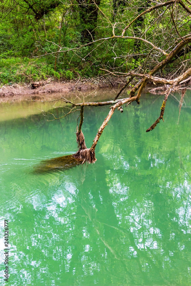 Dry dead tree branches over Zlatna Panega River karst water at Iskar ...