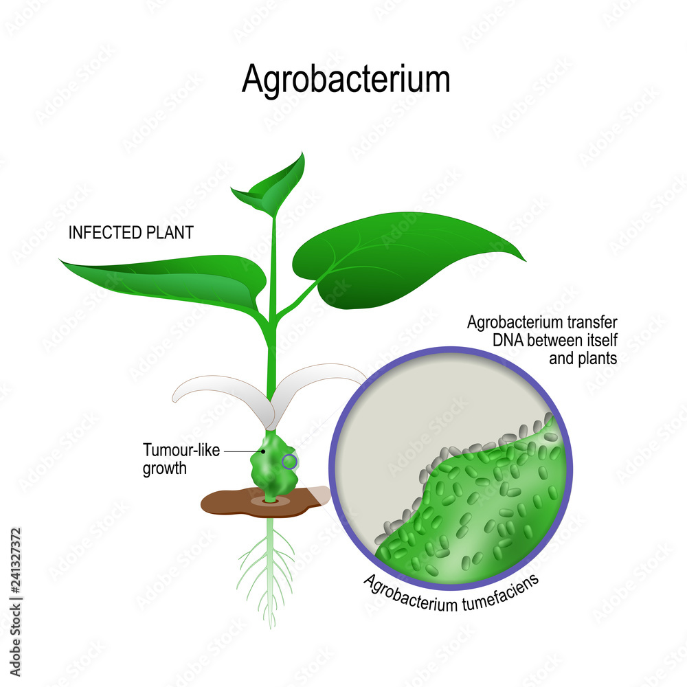 infected plant and close-up of Agrobacterium tumefaciens. agrobacterium ...