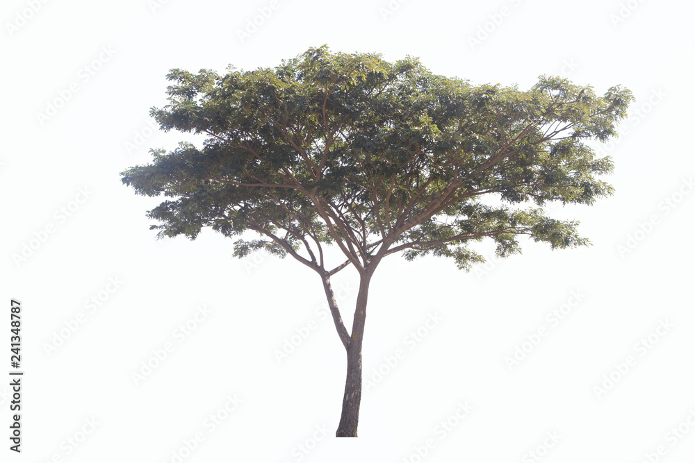 Rain tree isolated on white background.Tree isolated on white ...