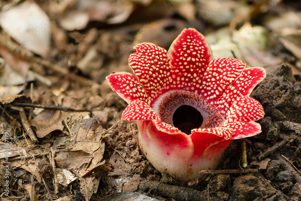 Sapria himalayana flower blooming with bright red color Stock Photo ...