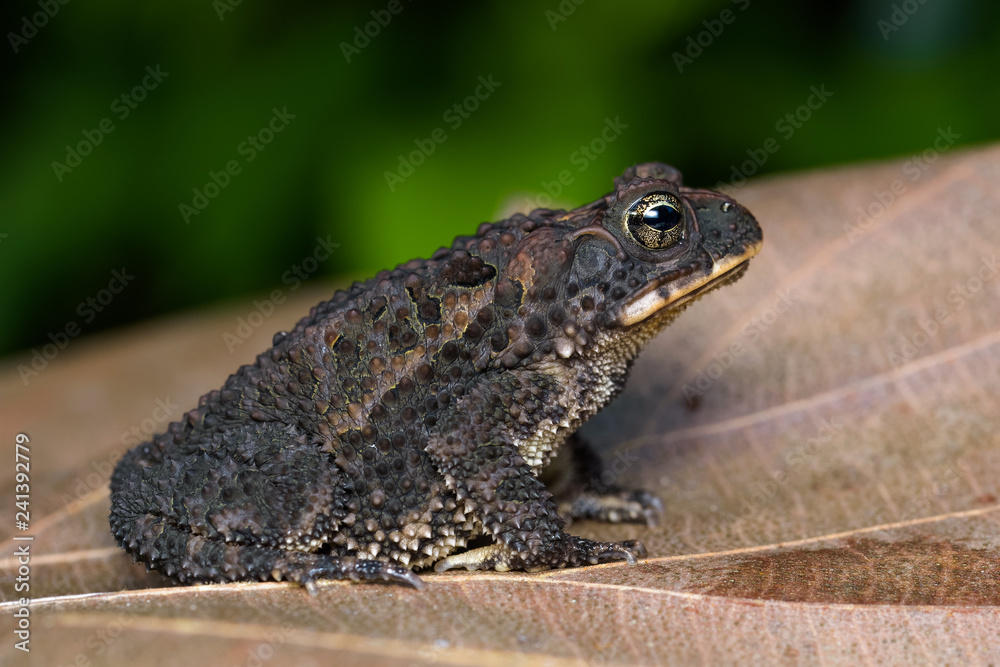 Costa Rican gland toad on a dead leaf in the Carara National Park in ...