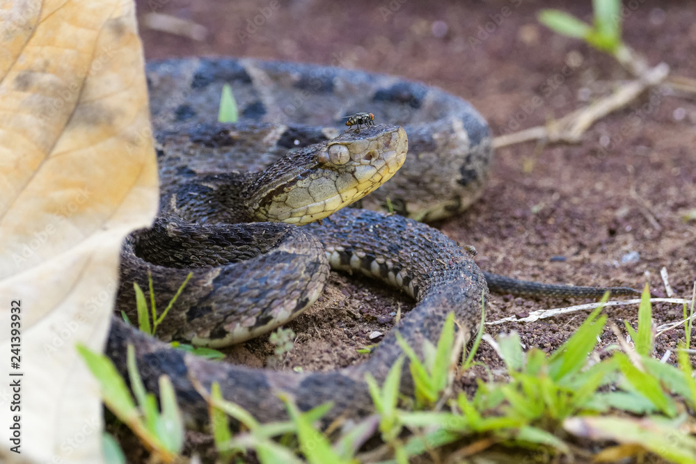 Wild fer de lance in a defensive striking position on the ground of the ...
