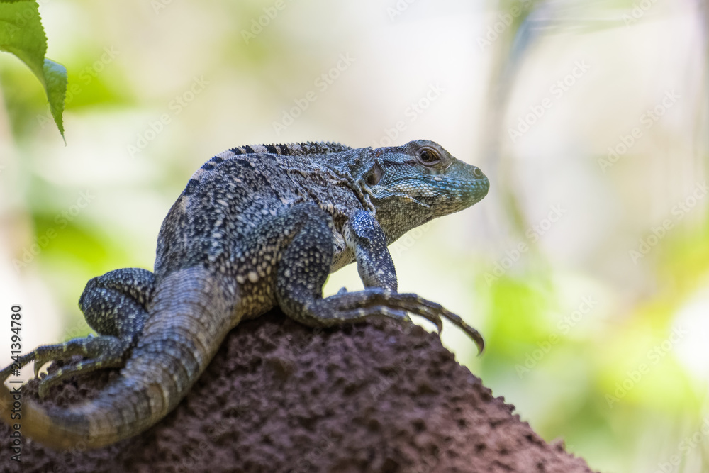 Spiny tailed iguana on a termite mound in the Carara National Park in ...