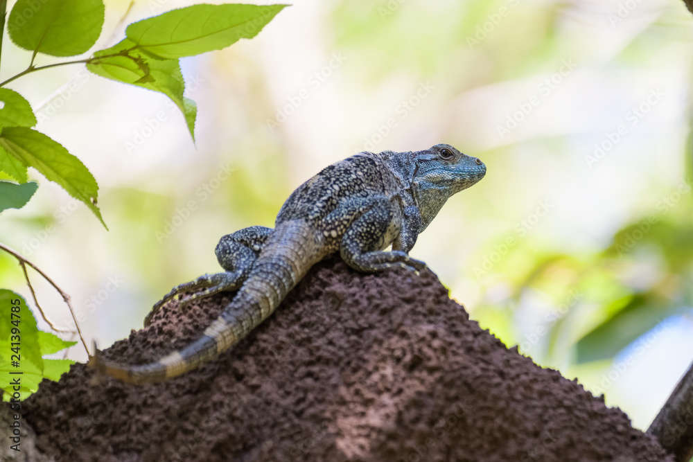 Foto de Spiny tailed iguana on a termite mound in the Carara National ...