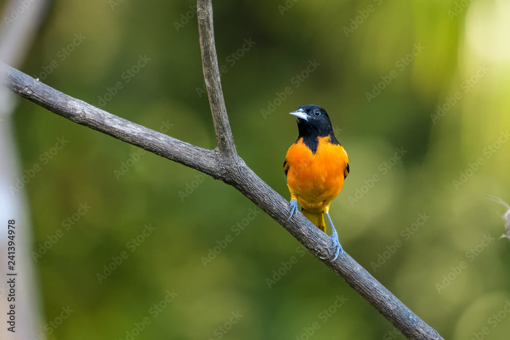 Baltimore oriole in a tree in the Carara National Park in Costa Rica ...