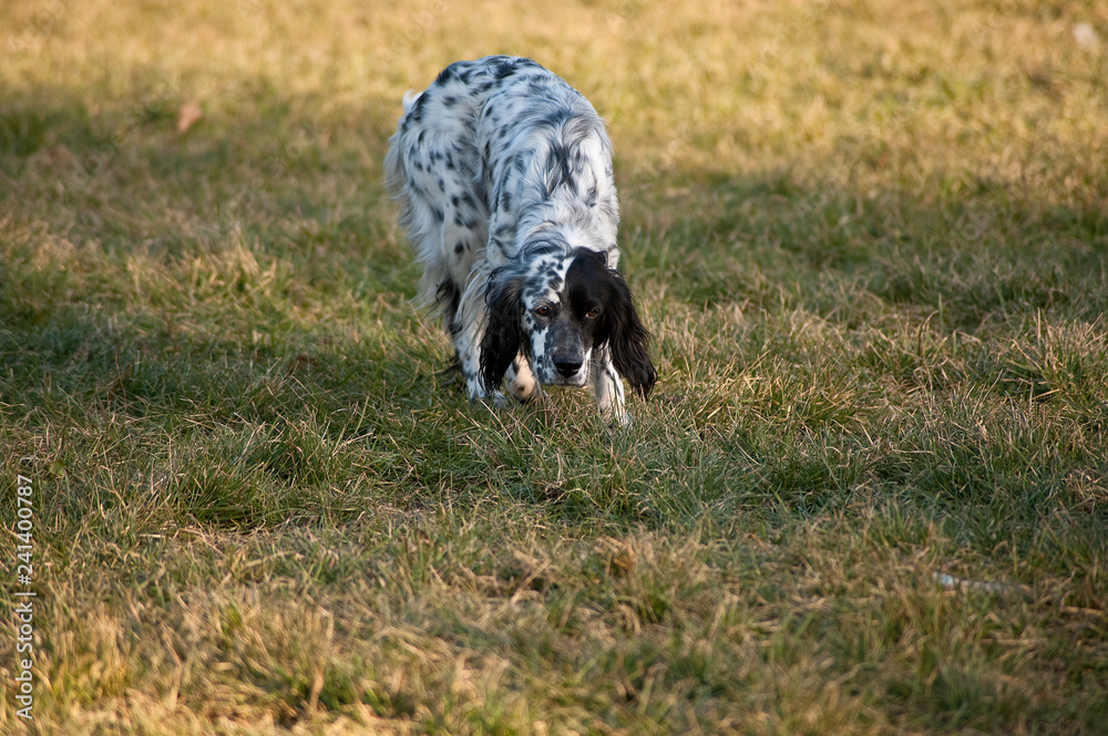 setter Stock Photo | Adobe Stock