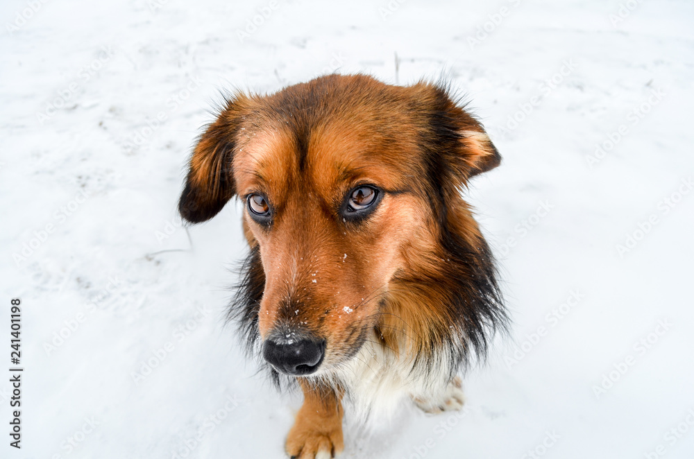 Funny Dog In Deep Snow