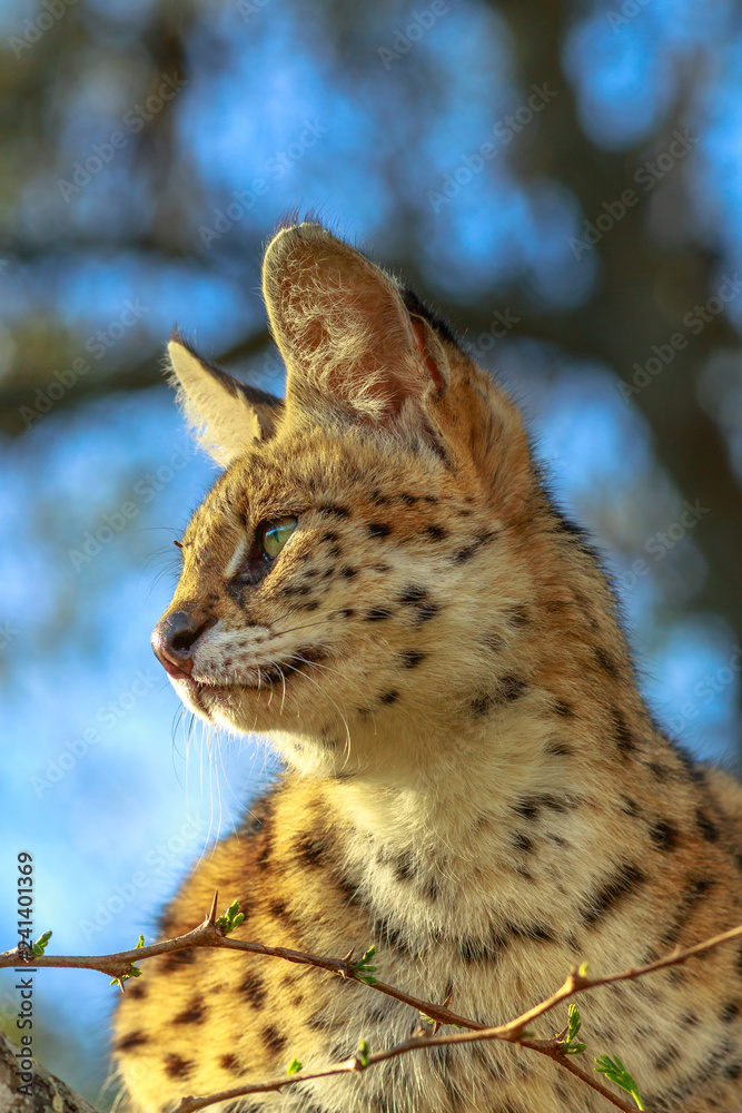 Serval resting on a tree in natural habitat with blurred background ...