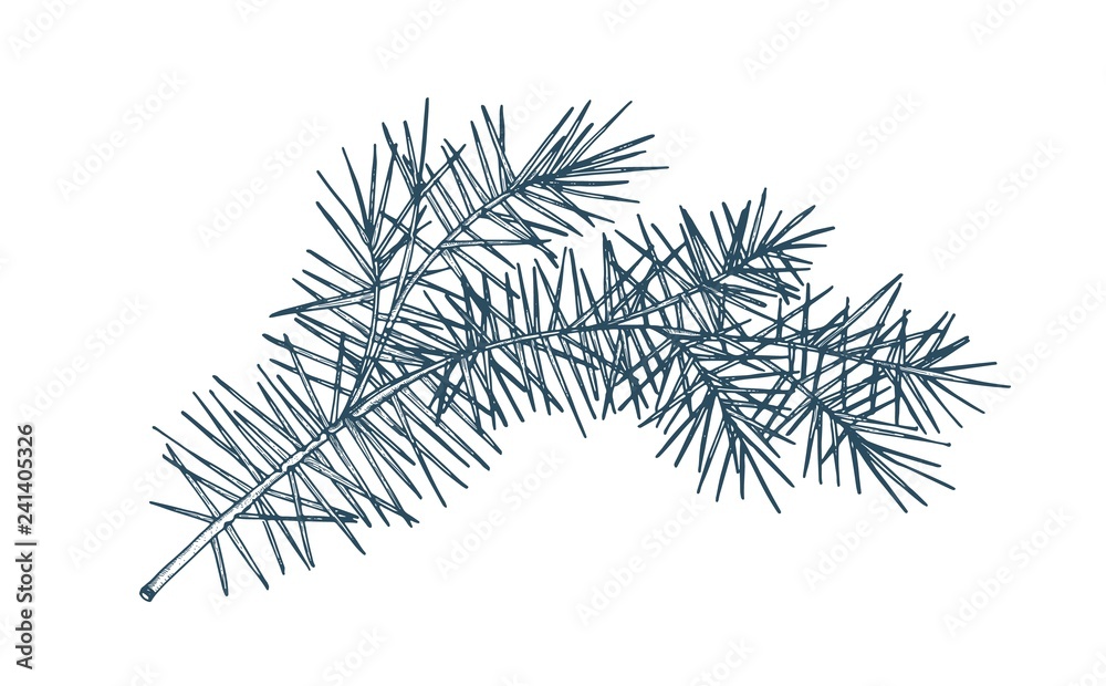 Elegant detailed botanical drawing of fir branch with needle-like ...