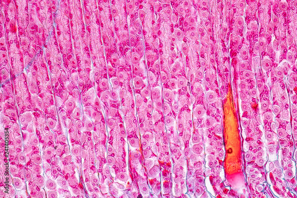 Tissue of Stomach under the microscopic, Physiology of the stomach for ...