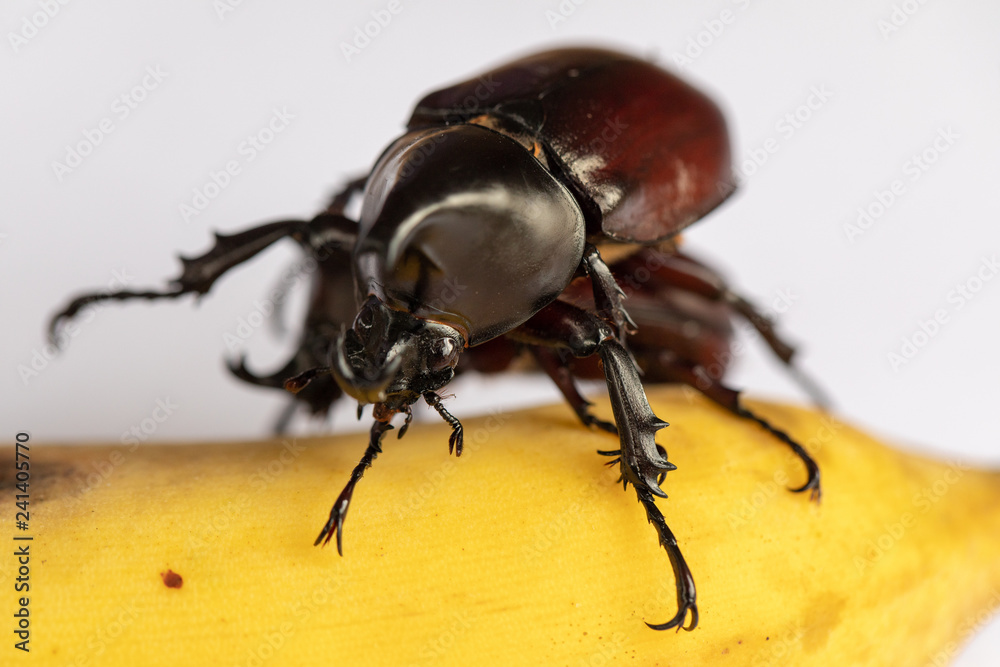 Beetles, Insects, Bugs are a group of insects form the order Coleoptera ...