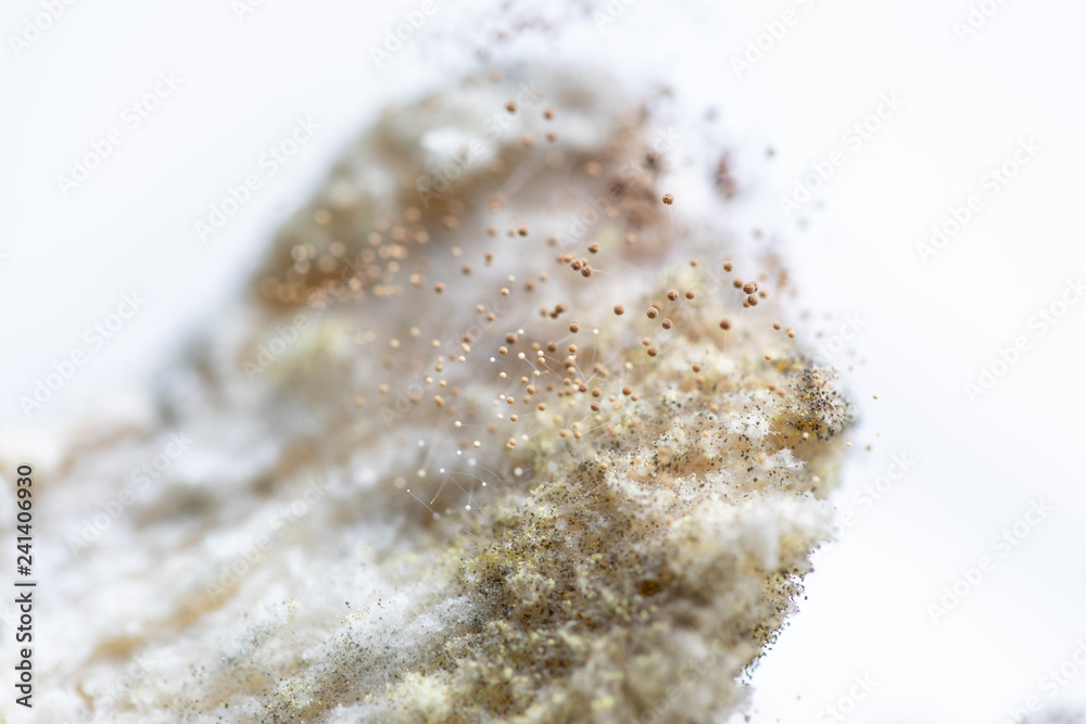 Rhizopus (bread mold) is a genus of common saprophytic fungi,Rhizopus ...