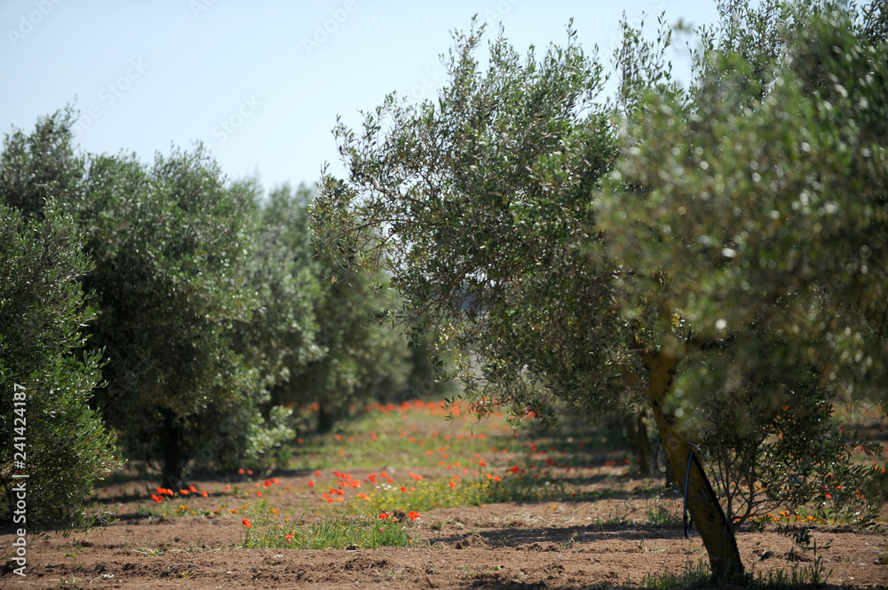 Campagne del Salento in Puglia Stock Photo | Adobe Stock