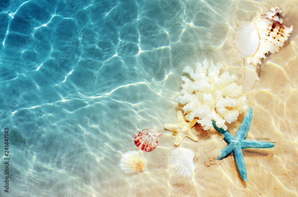 Seashell on the summer beach in sea water. Summer background. Summer ...