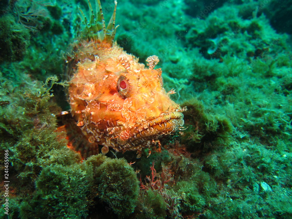 Scorpaenidae (also known as the scorpionfish) are a family of mostly ...