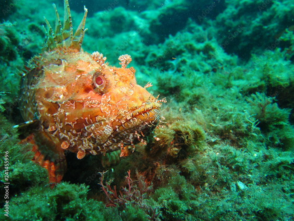 Scorpaenidae (also known as the scorpionfish) are a family of mostly ...