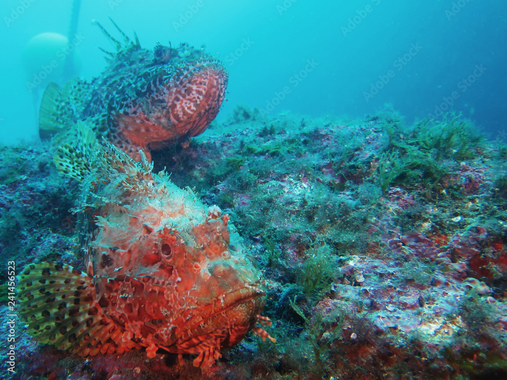 Foto Stock Scorpaenidae (also known as the scorpionfish) are a family ...