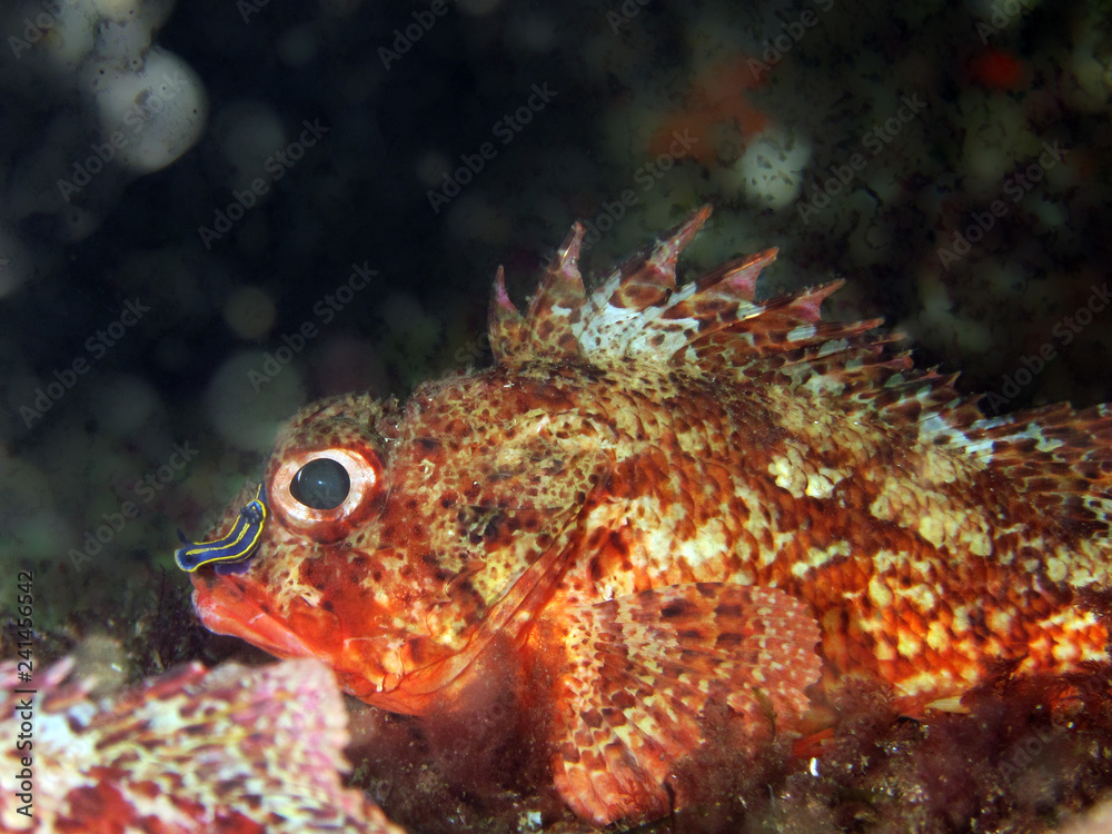 Scorpaenidae (also known as the scorpionfish) are a family of mostly ...