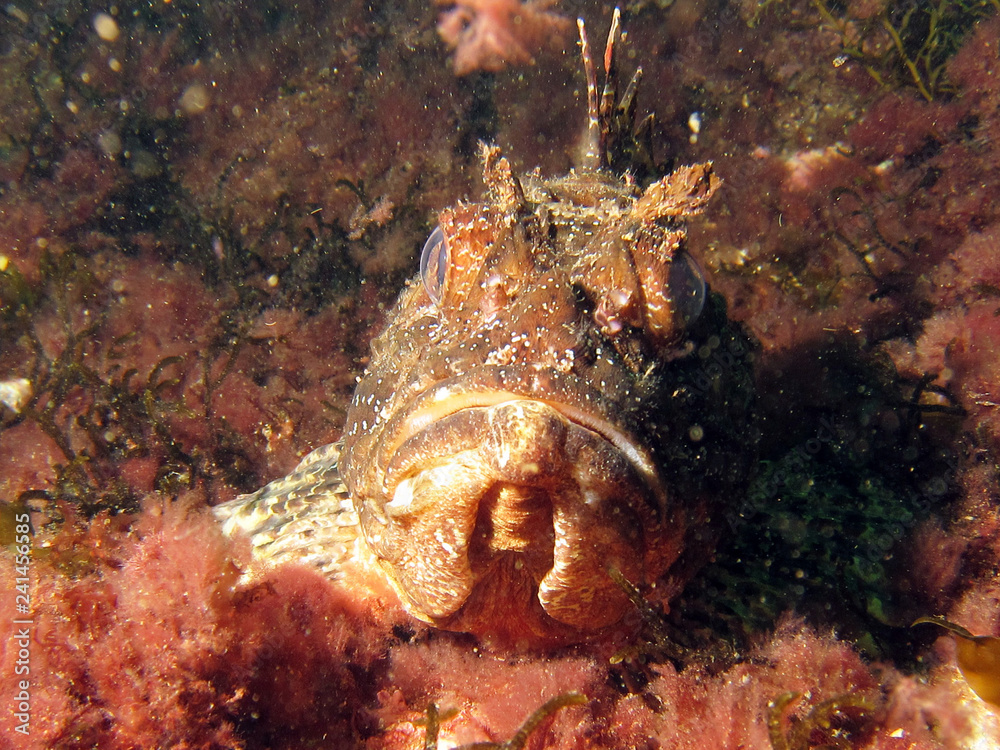 Scorpaenidae (also known as the scorpionfish) are a family of mostly ...