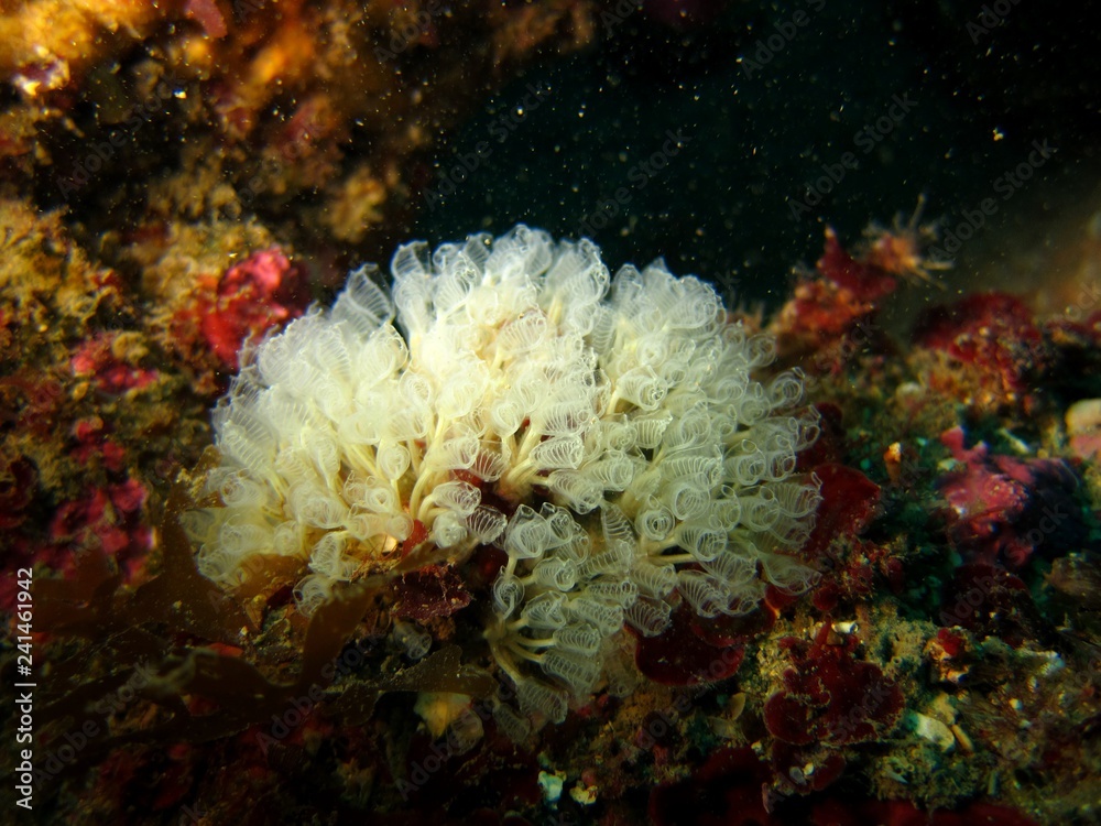 A tunicate is a marine invertebrate animal, a member of the subphylum ...