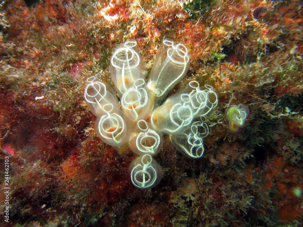 A tunicate is a marine invertebrate animal, a member of the subphylum ...