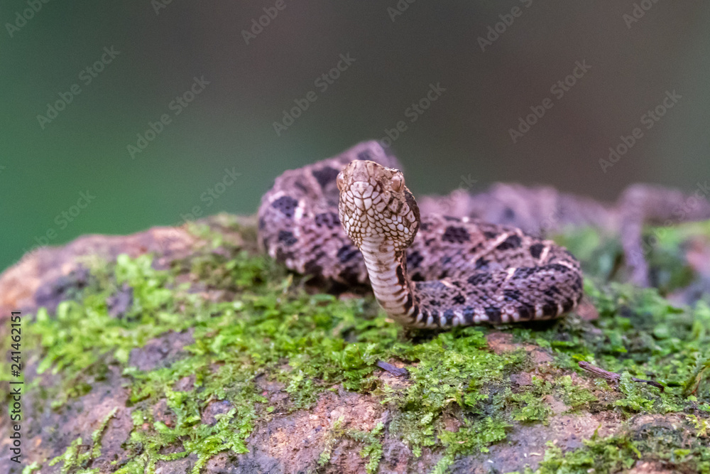 Cloudy Snail Sucker, Sibon nebulatus, snake on green mossy branch. Non ...