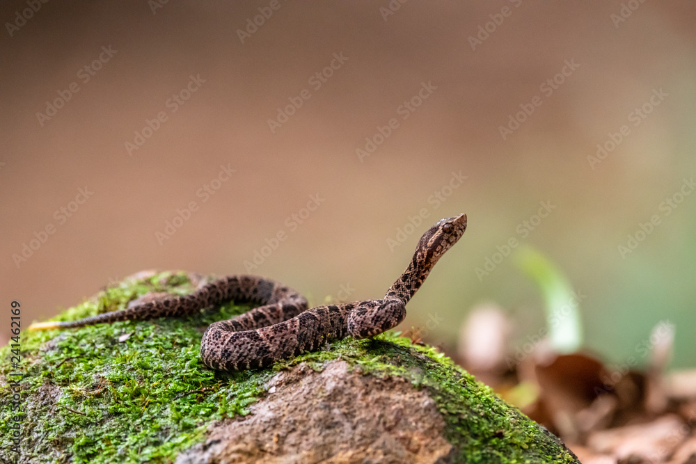 Cloudy Snail Sucker, Sibon nebulatus, snake on green mossy branch. Non ...