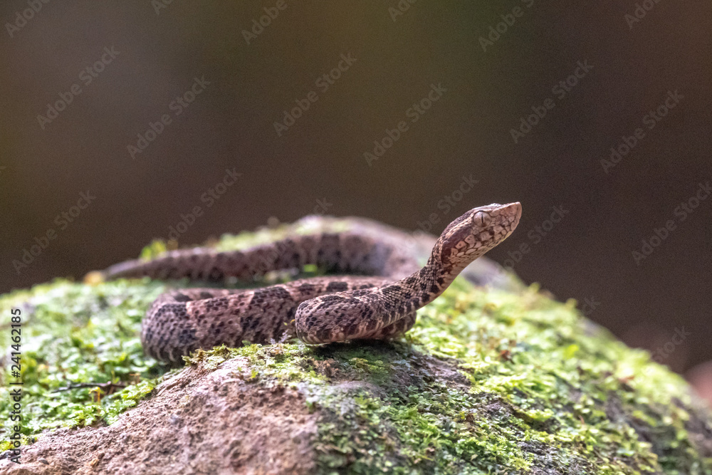 Cloudy Snail Sucker, Sibon nebulatus, snake on green mossy branch. Non ...