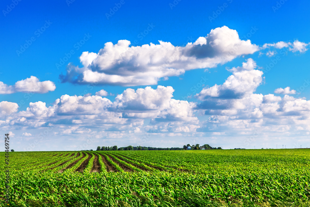 Soybean Field Background