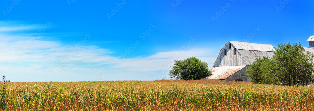 Barn With Corn Field Background