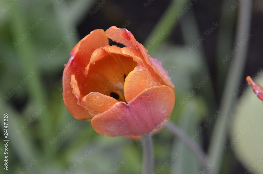Tulip class Triumph varieties big chief. Petals cream or pinkish with a crimson-red back, the ...