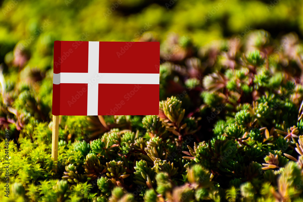 flag of Denmark among bright and vivid moss and lichen,cocktail stick ...