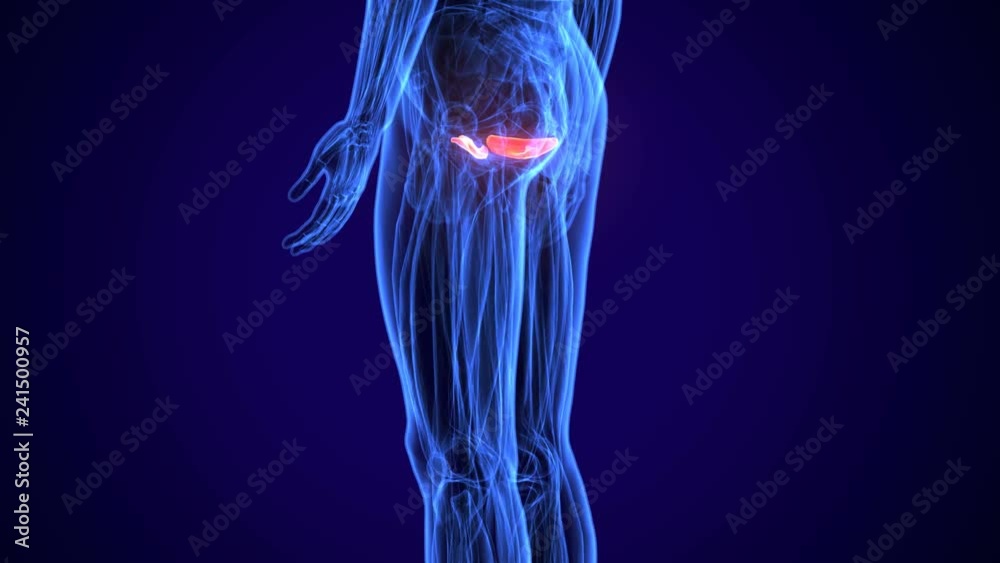 3D gluteus medius and minimus human upper leg anatomy or anatomical and ...