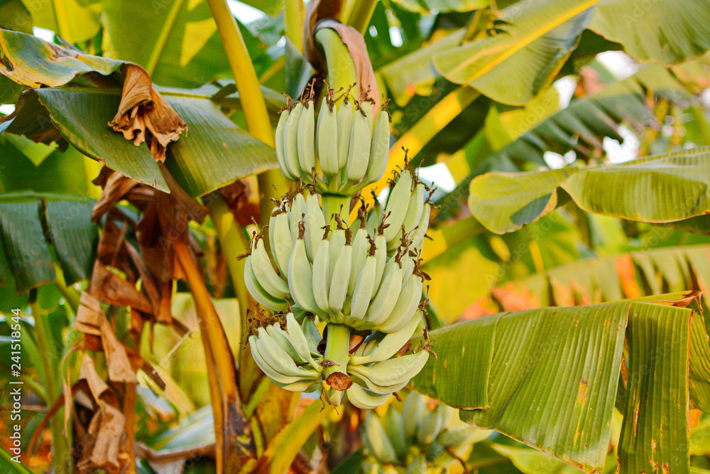 Banana Tree Flower And Fruit