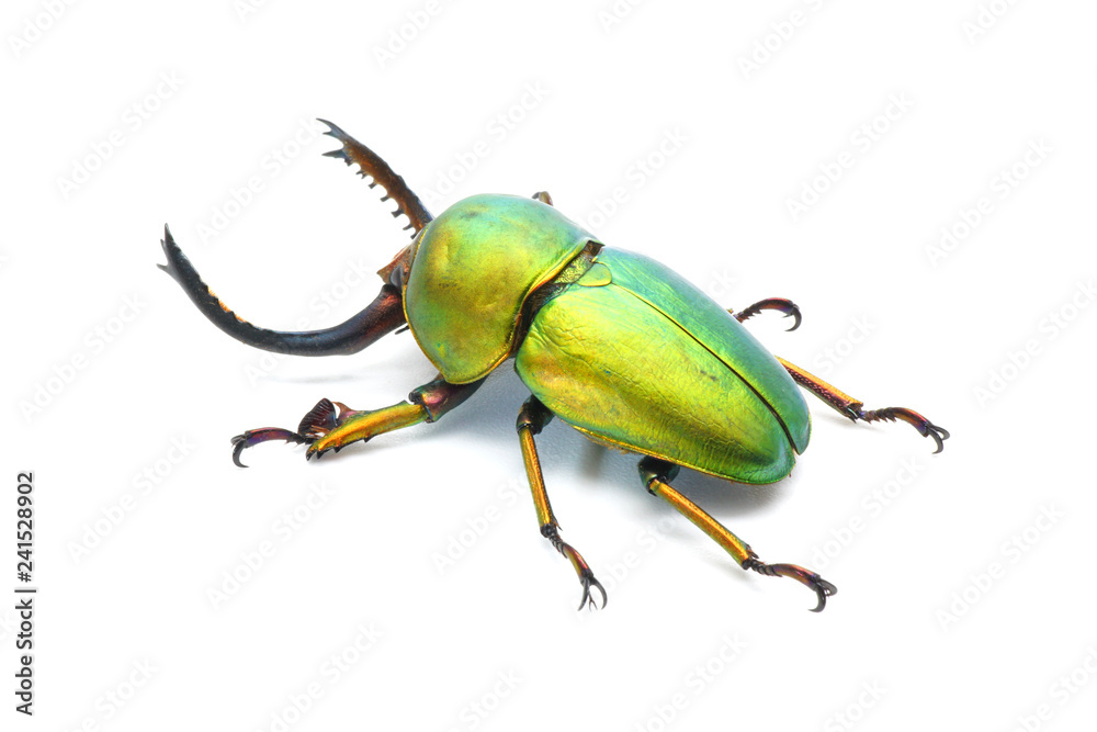 Beetle : Lamprima adolphinae or Sawtooth beetle is a species of stag ...