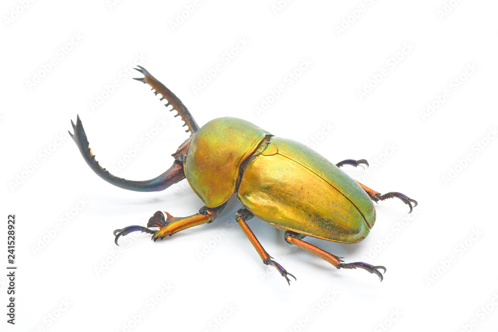 Golden Stag Beetle