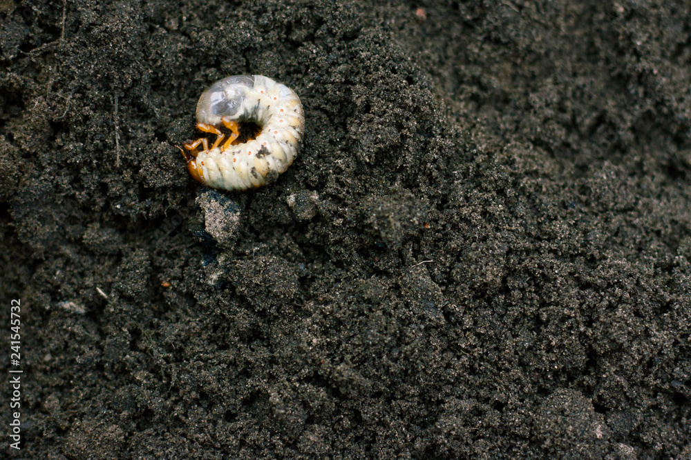 Larva. Vile disgusting maggot. Image of grub worms. Beetle larvae ...