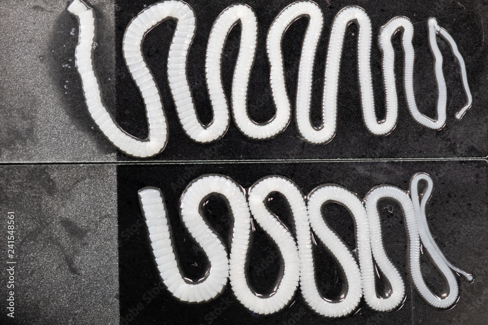 The study of Tapeworm infection is caused by ingesting food or water ...