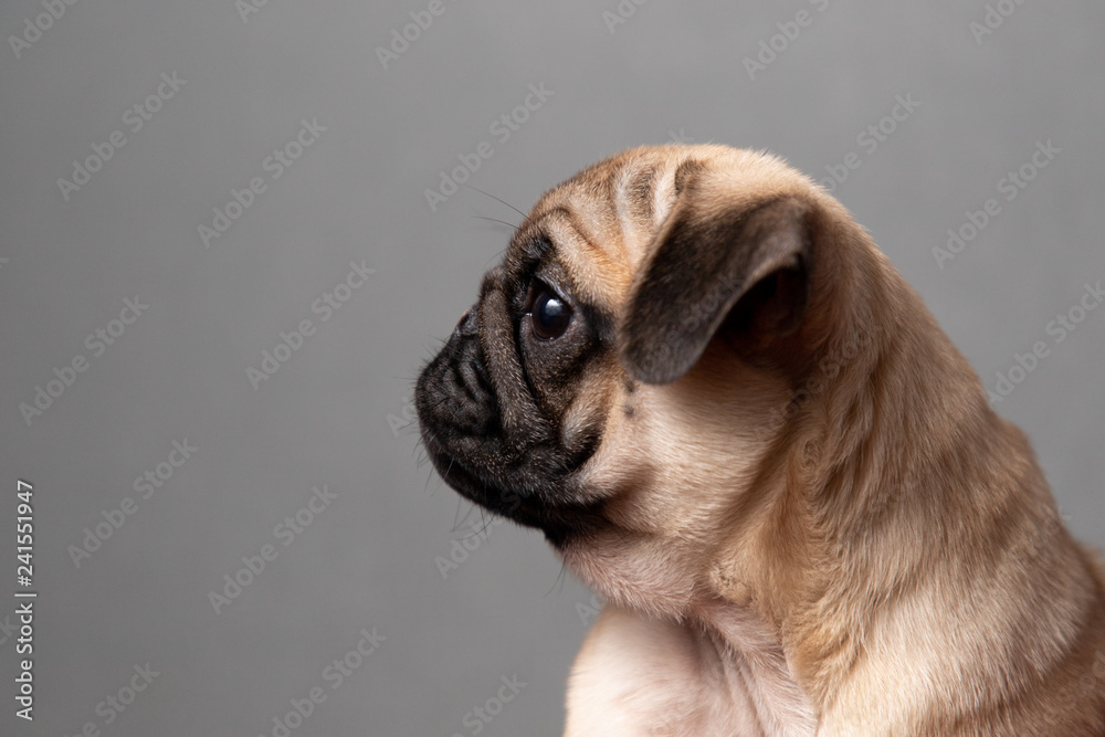 I never thought I'd have a dog who lived up to my username, but this ...