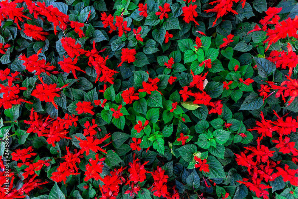 Top view red flower background on the garden Stock Photo | Adobe Stock