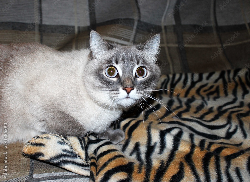 Beautiful Silver Cat With Blue Eyes