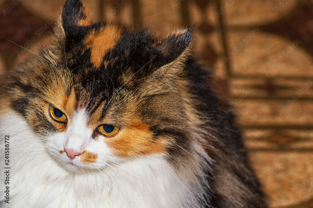 Face of the evil cat.Three-colored cat with evil muzzle degeneration ...