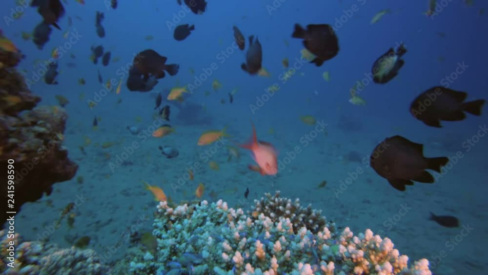 Underwater Colorful Scenery. Picture of colorful red sea dascyllus-fish ...