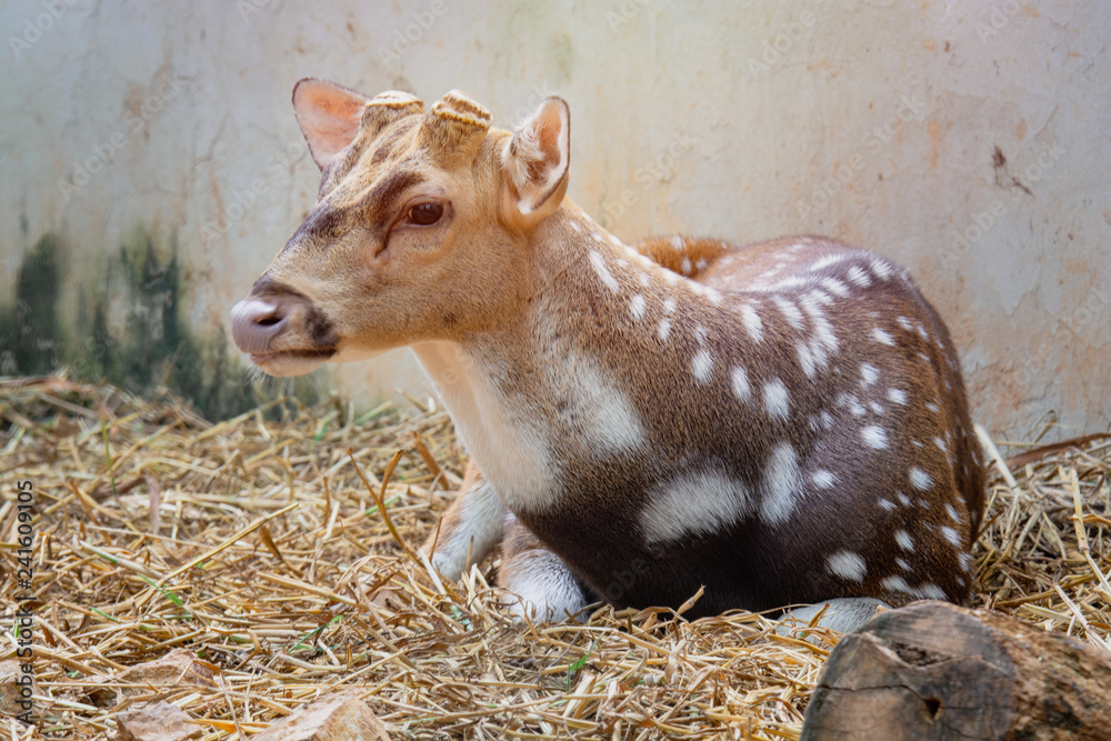 Foto de The chital or cheetal also known as spotted deer or axis deer ...