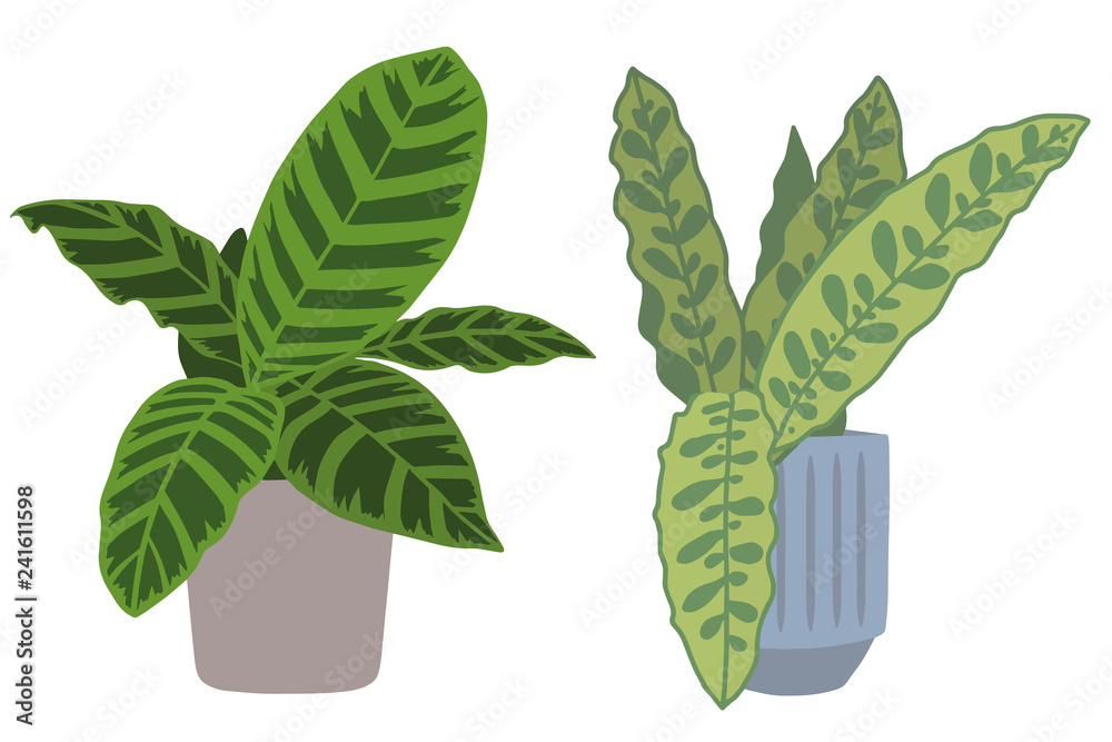 Prayer Plant Clipart