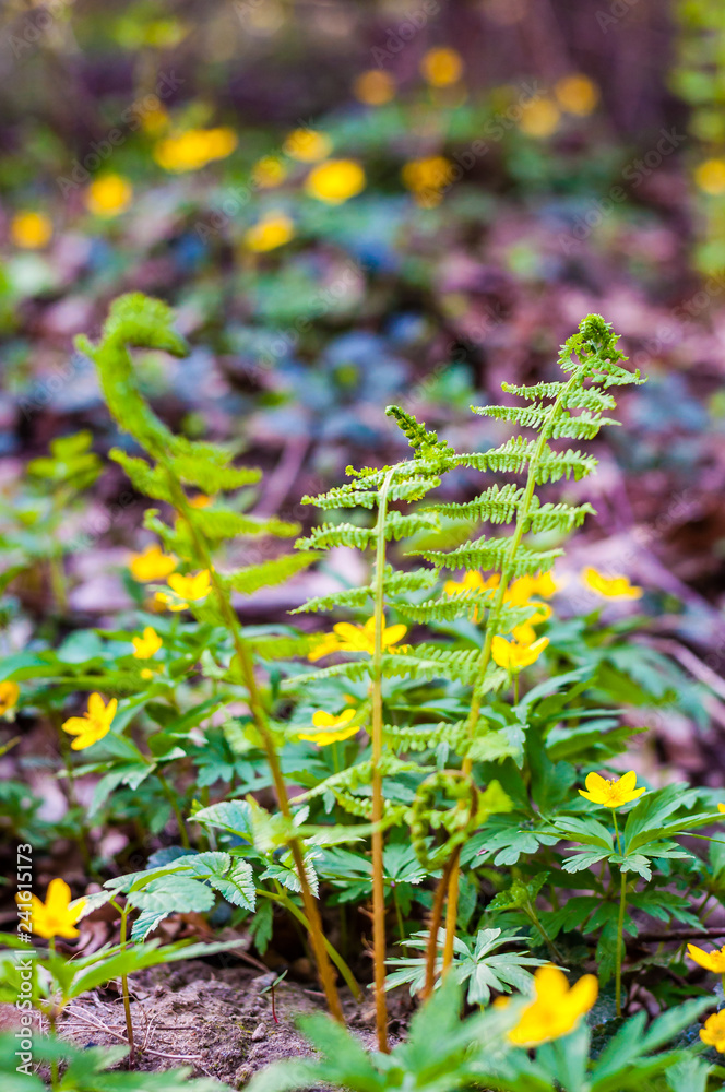 Young Fern Fronds opening in the forest. Ferns are a very ancient ...