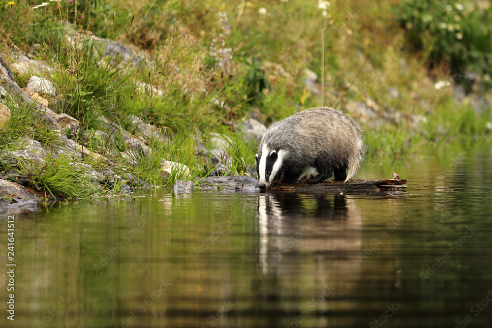 Euroasian badger drink water from pond - Meles meles Stock Photo ...