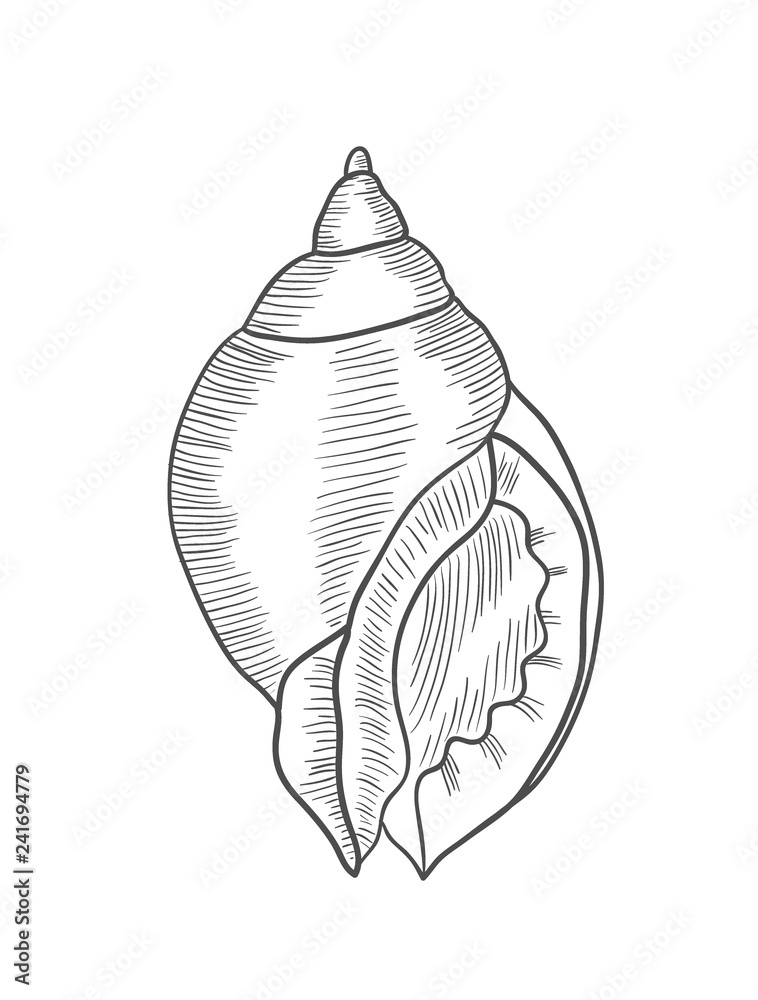 Spiral Seashell Drawings
