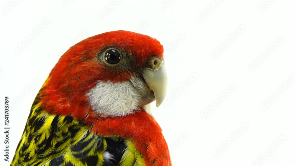 portrait Rosella parrot isolated on white screen Rosella parrot ...
